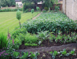 Success in the vegetable patch - Living Faith - Home & Family - News ...