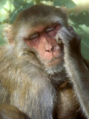 Brazilian scientists to begin testing AIDS vaccine on monkeys - Health ...