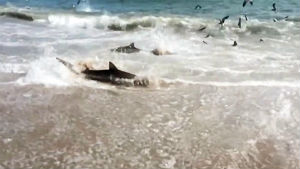 (Video) South Carolina's shocking SHARKNADO! - U.S. News - News ...