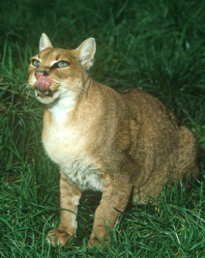Elusive African golden cat is caught hunting monkeys in extremely rare ...