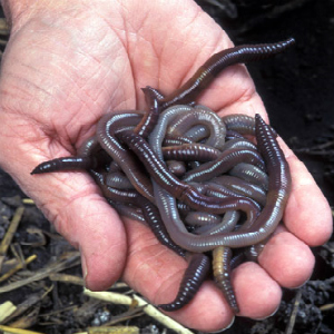 Rare phenomenon 'worm rainfall' observed in Norway, scientists still ...