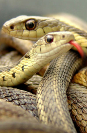 Scientists make odd discovery: Earliest snakes had feet and ankles ...