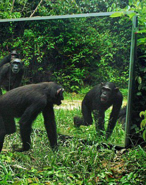 Wild animals react hilariously to seeing their own reflection for the ...