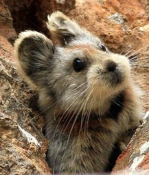 The Chinese Ili Pika: Mysterious rare Chinese animal faces extinction ...