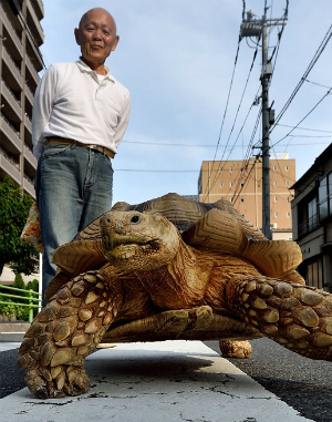 19-year-old GIANT TORTOISE takes a stroll through the streets of Tokyo ...