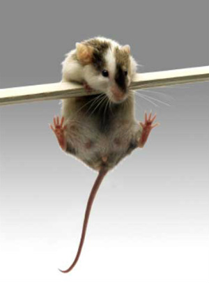 'Brainy' mice research may lead to effective treatment for Alzheimer's ...