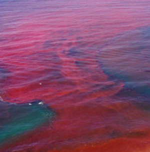 Massive toxic algae bloom stretches from California to Alaska, alarming ...