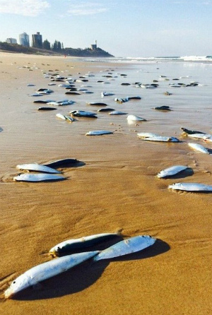 Thousands of fish mysteriously appear on shore and disappear in under ...
