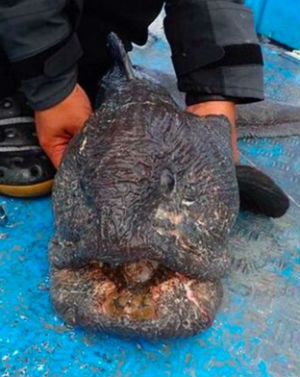 Terrifying superfish caught off coast of Japanese nuclear power plant ...