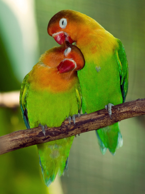 Love Birds: Research finds birds really do fall in love - Green - News ...