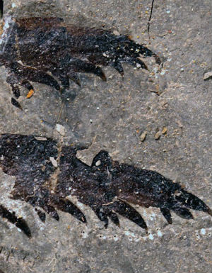 Five-foot-long 'bizarre' sea scorpion fossil discovered - Green - News ...