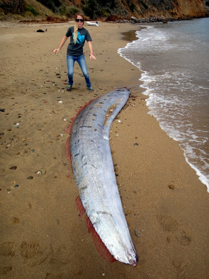Rare oarfish discovered on California shore - Is a massive earthquake ...