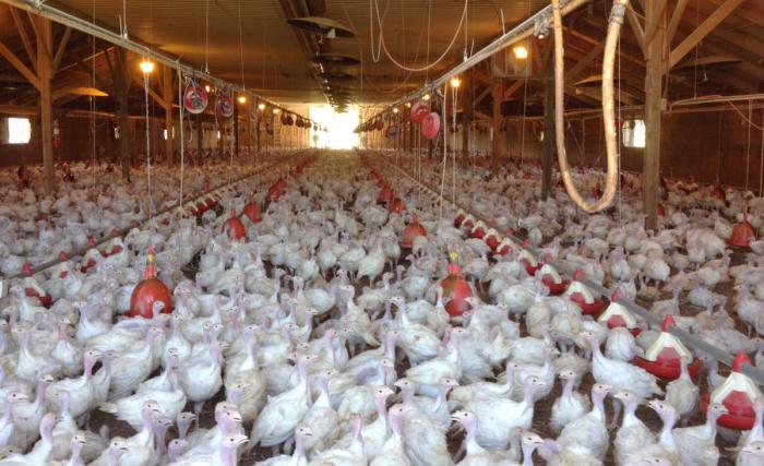 5.3 MILLION chickens euthanized on Iowa farm as bird flu epidemic ...