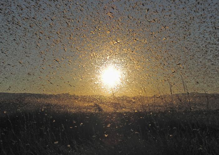 Here's what a plague of locusts looks like (PHOTOS) - Green - News ...