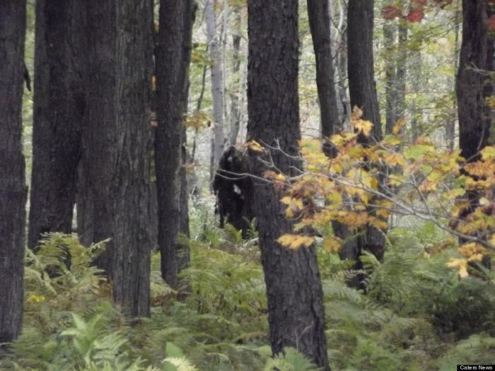 Striking new images from skeptical hiker show TWO Bigfoot creatures in ...