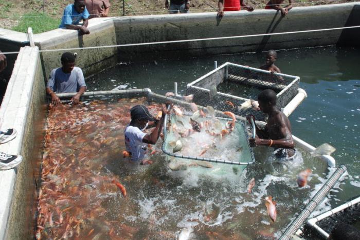 You could be the reason fish are vanishing from the oceans! The ...