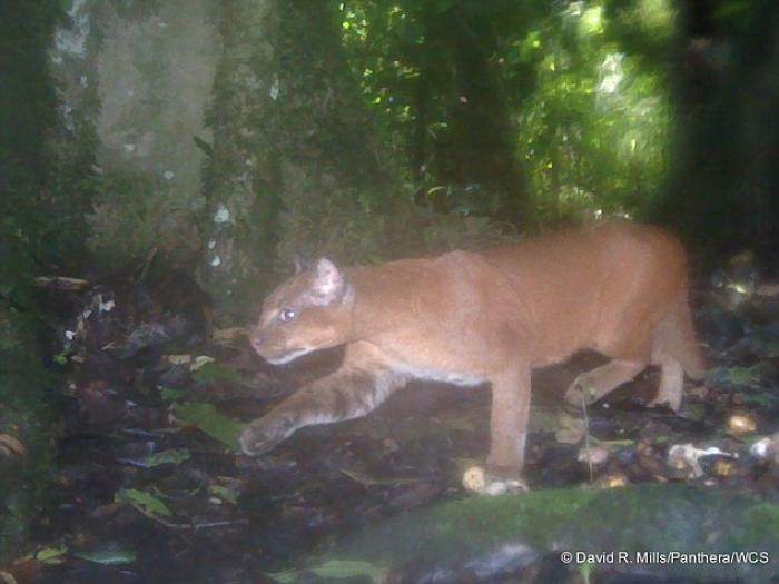 Elusive African golden cat is caught hunting monkeys in extremely rare ...